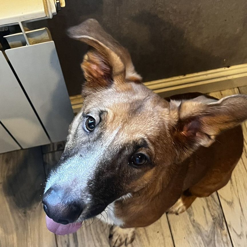 Щенок от частного владельца