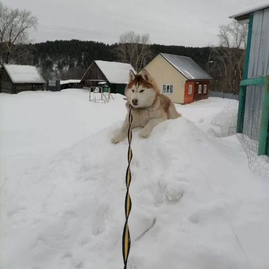 Сибирский хаски, щенок