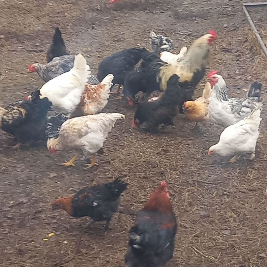 Куры молодки несушки доминант