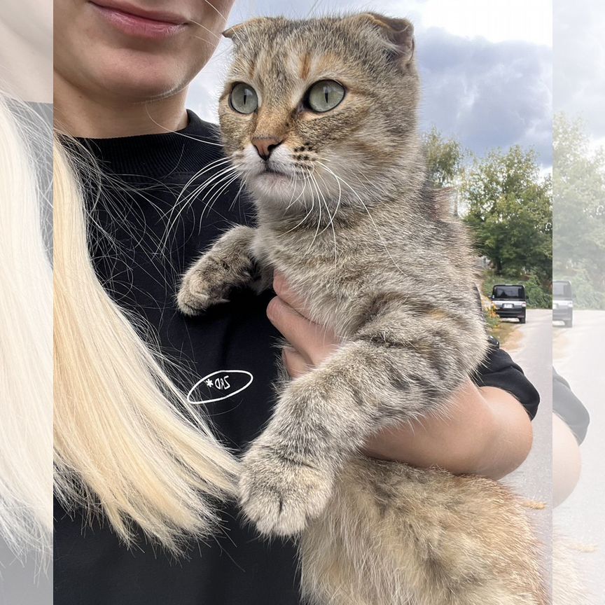 Кот и кошка породистые бесплатно