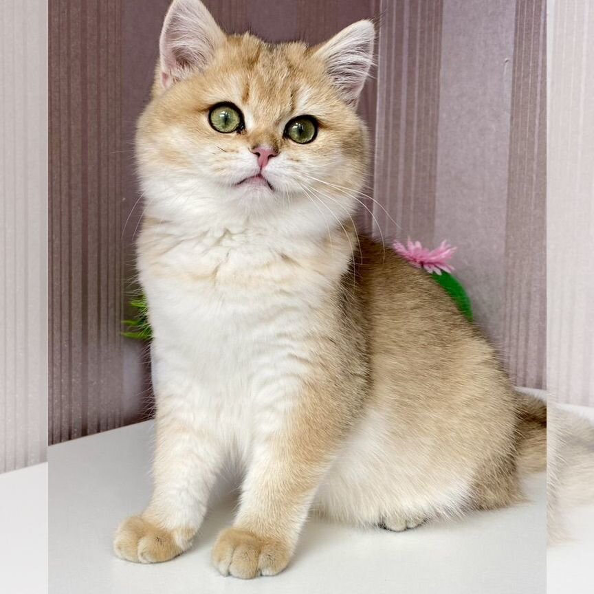 Британская золотая кошка