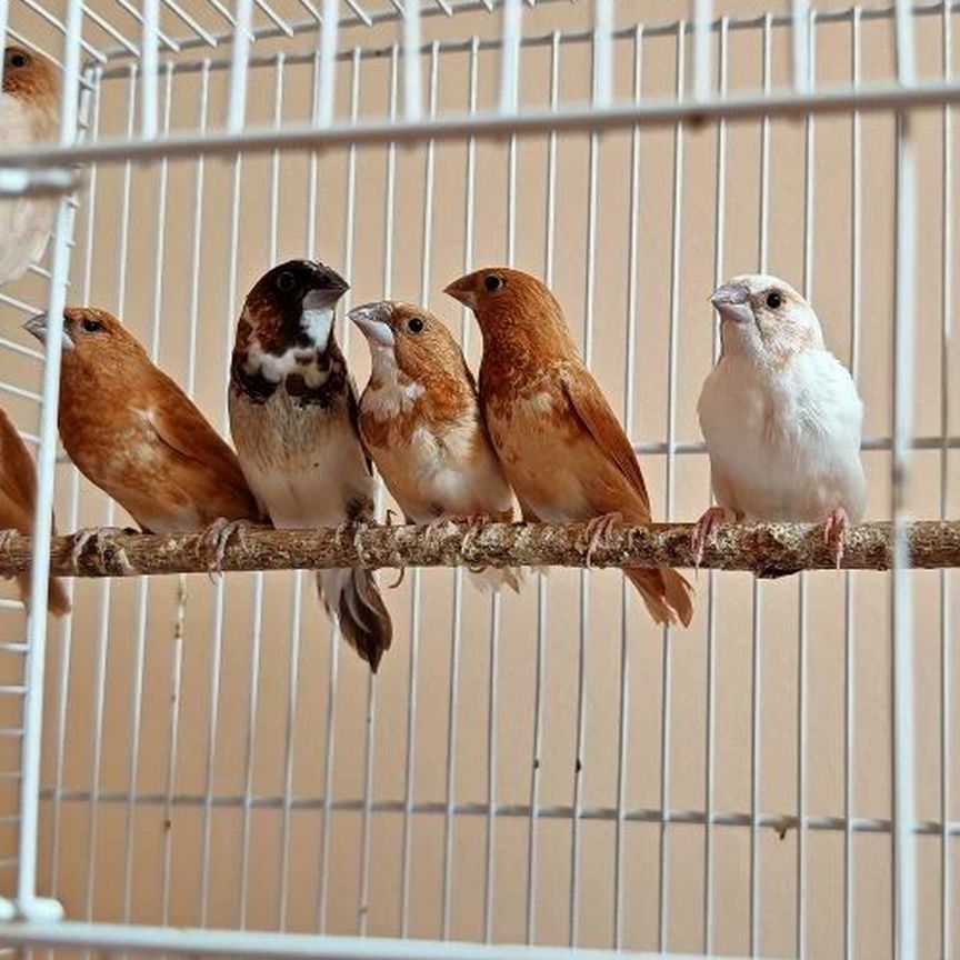 Амадины японские с клеткой