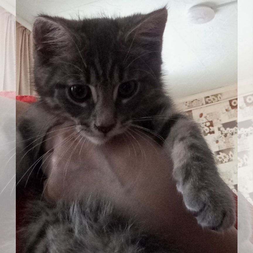 Мейн-кун котёнок