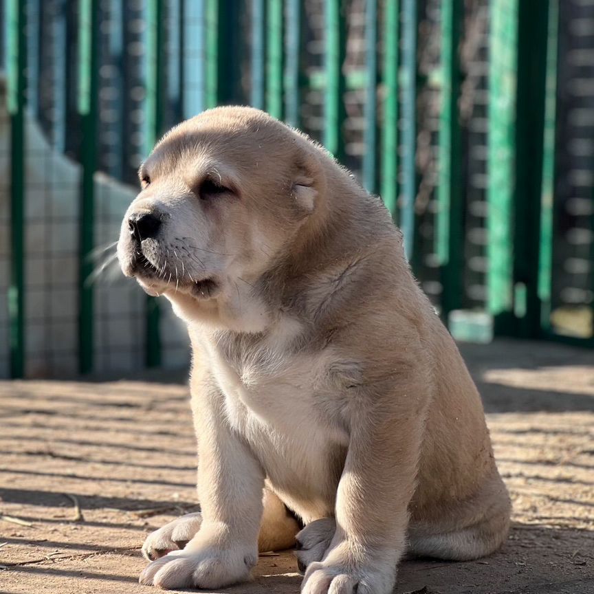 Среднеазиатская овчарка алабай щенки