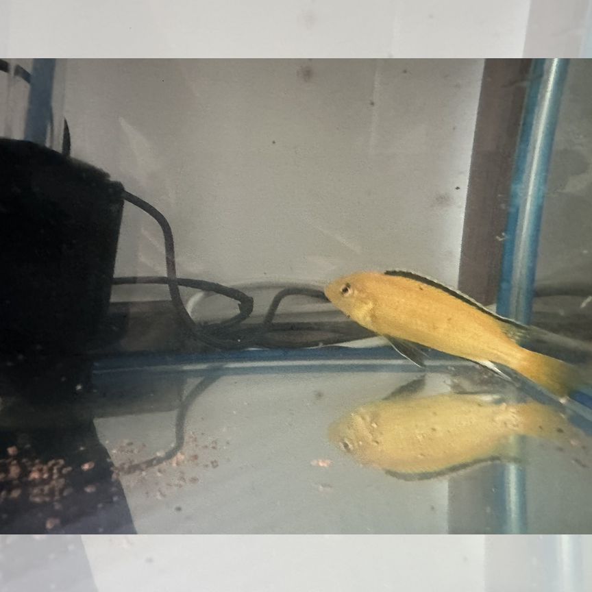 Самец еллоу