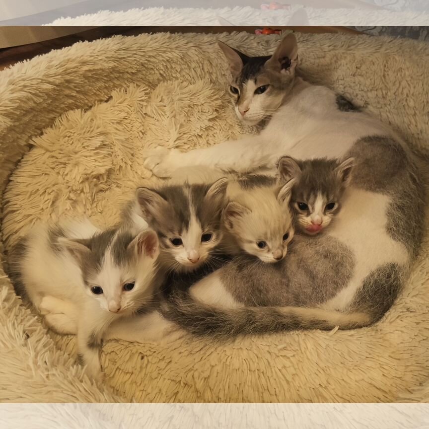 Канадский сфинкс котёнок