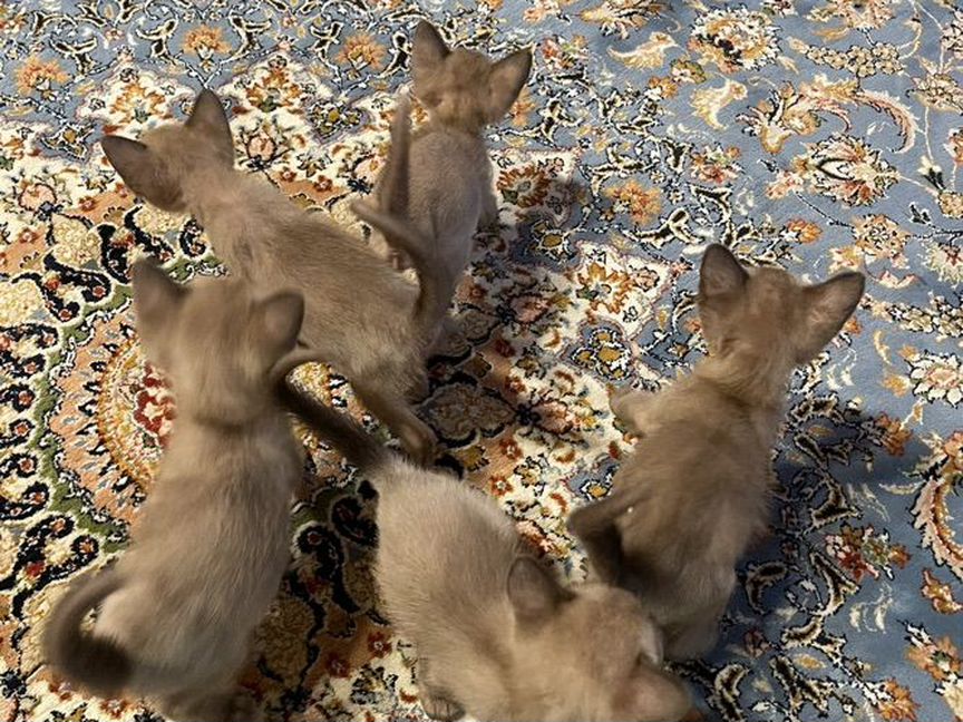 Котята породы Бурма