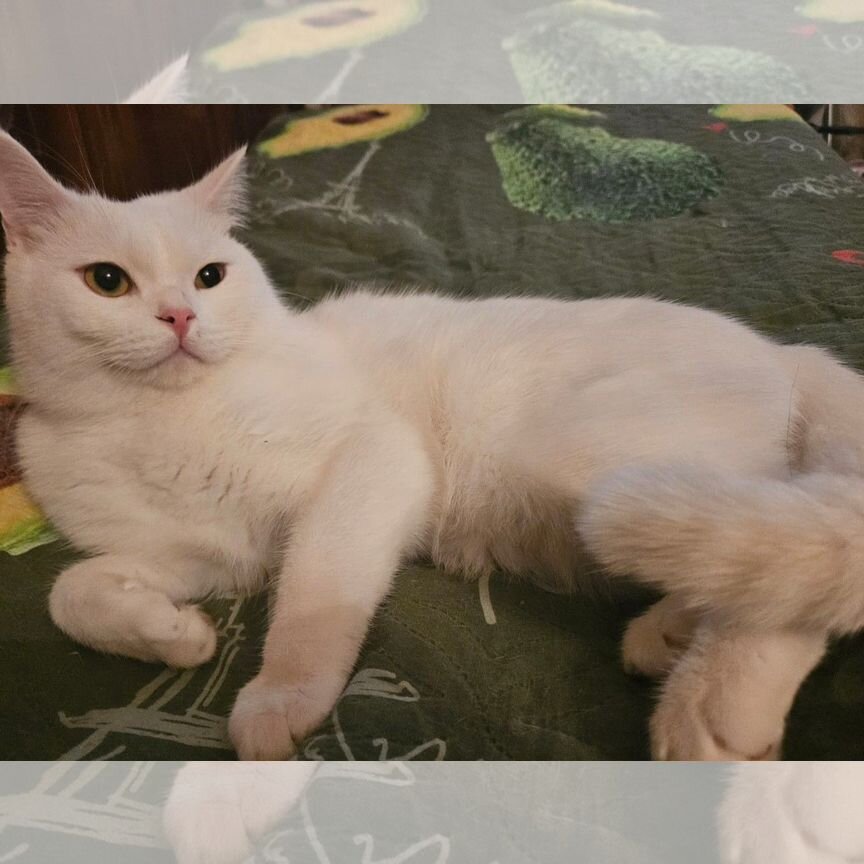 Отдам кота в добрые руки. Помесь