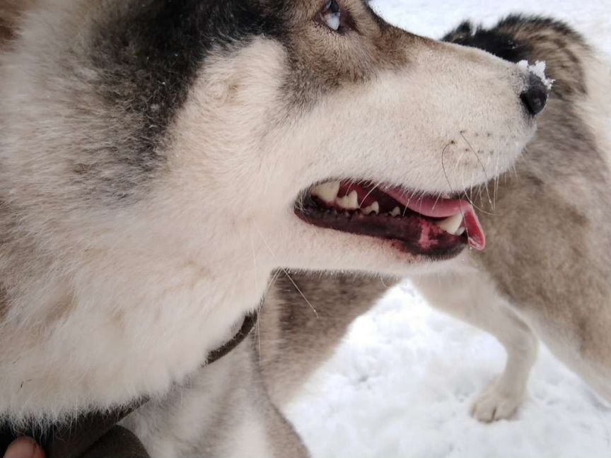 Аляскинский маламут