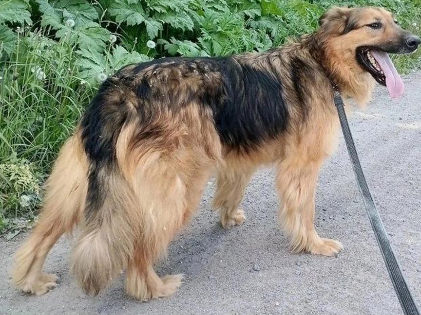 Кобель Боб в хорошую семью бесплатно