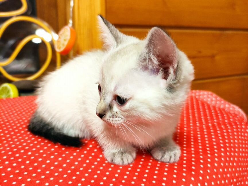 Тайские котята