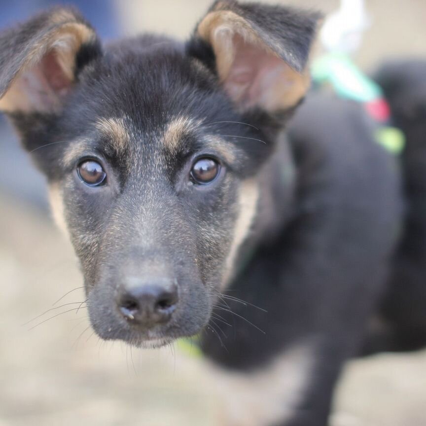 Щенок в добрые руки