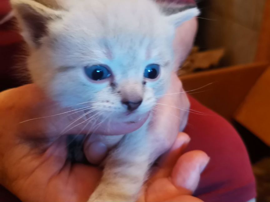 Отдам в добрые руки вислоухого котенка