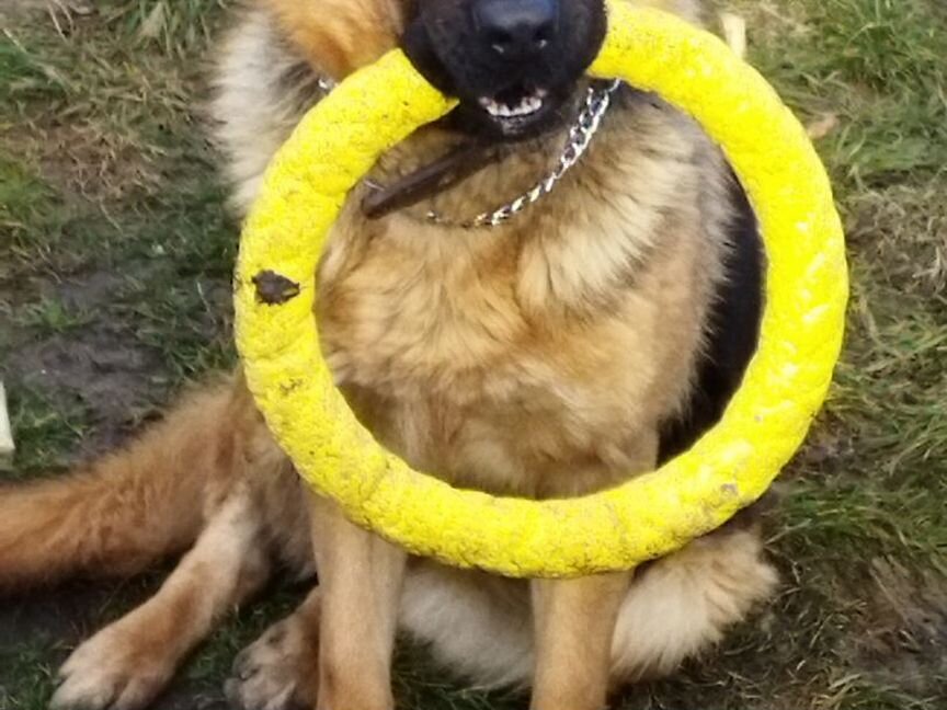 Щенки немецкой овчарки