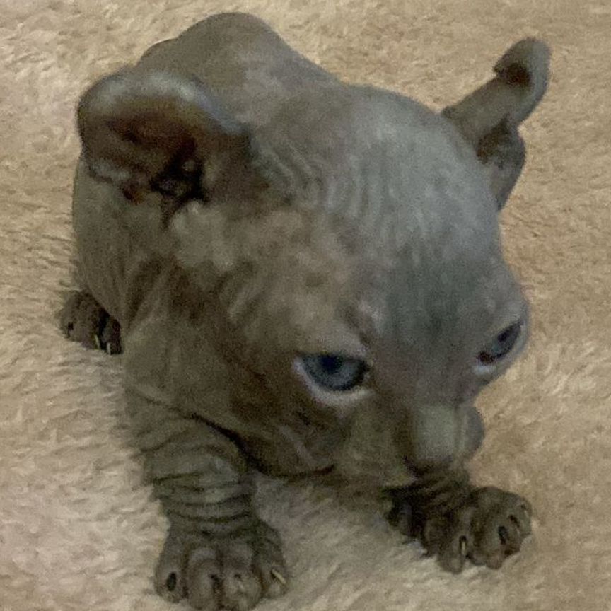 Канадский сфинкс котёнок