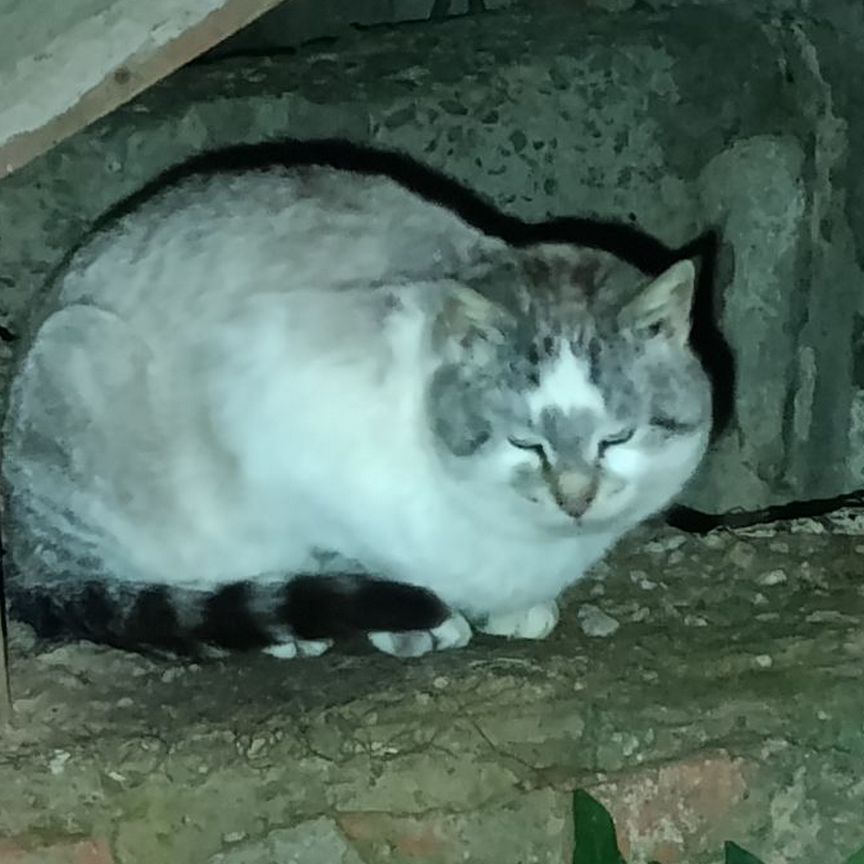 Взрослый кот в добрые руки