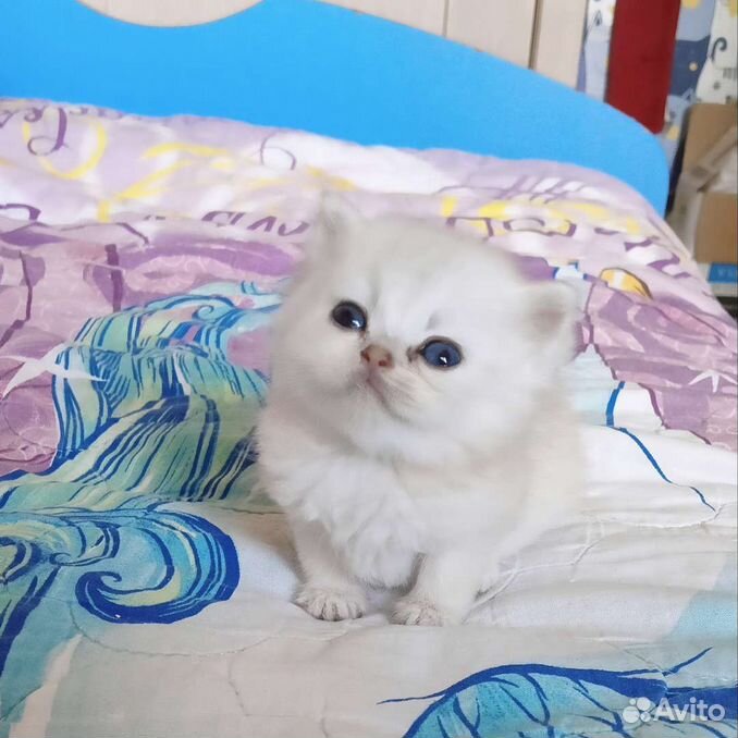Себастьян мальчик