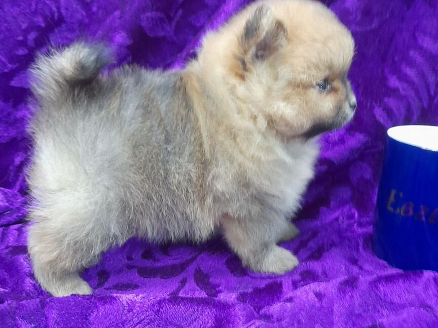 Пушистые шарики шпицы