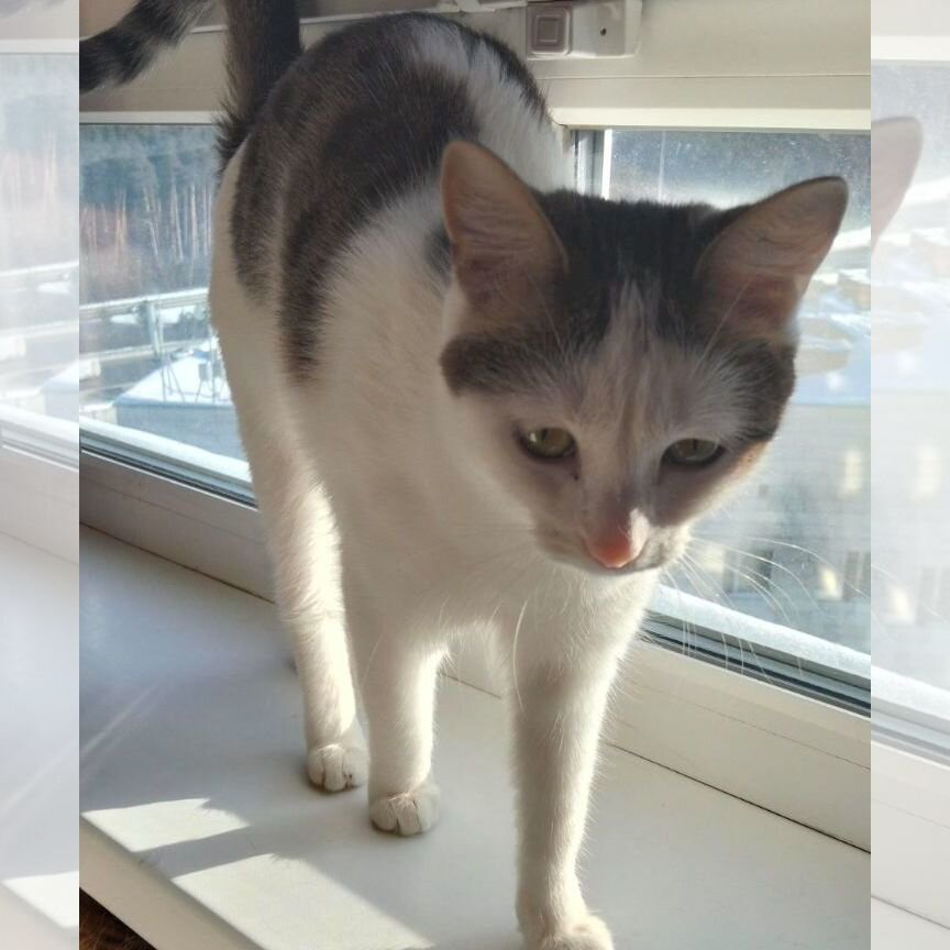 Взрослая, кошка в добрые руки