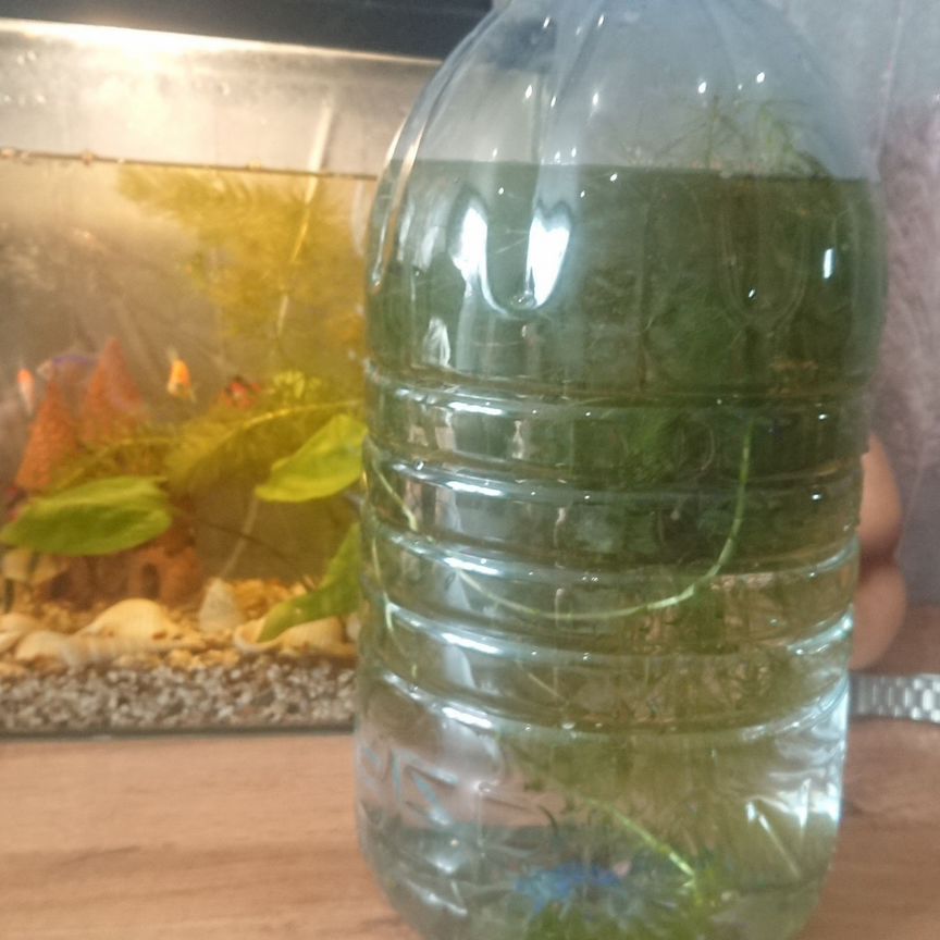 Водоросли для аквариума, улитки