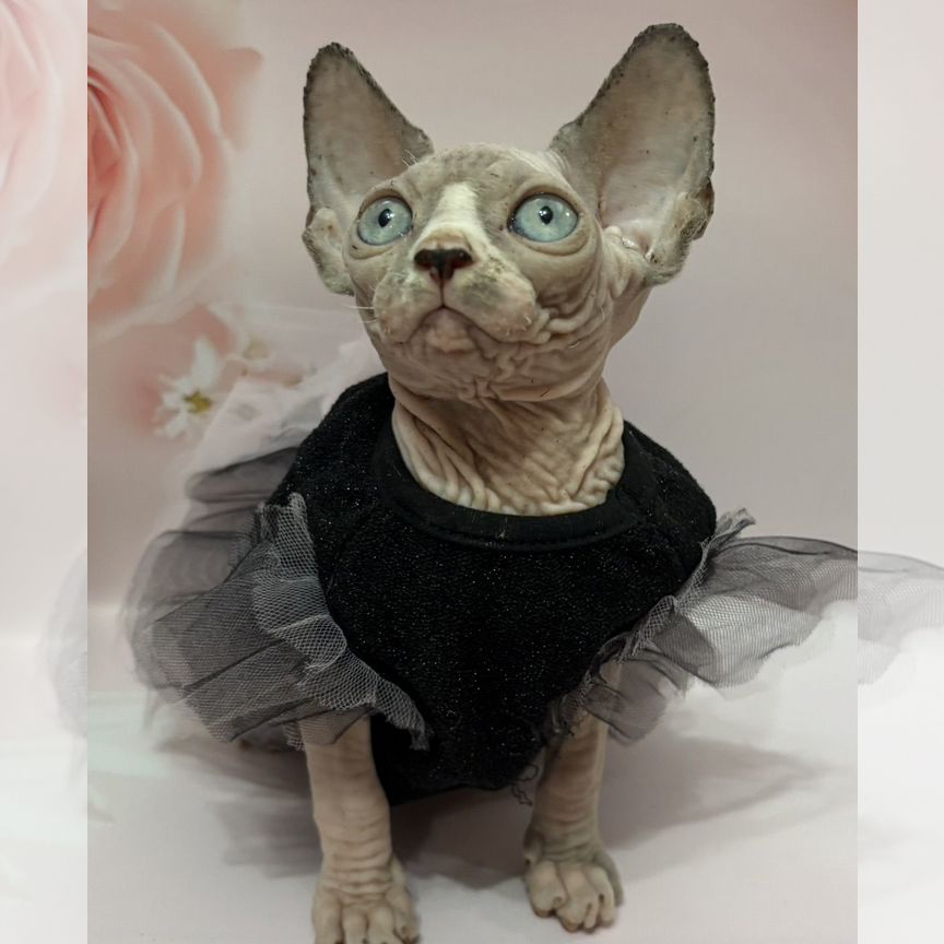 Канадский сфинкс котенок