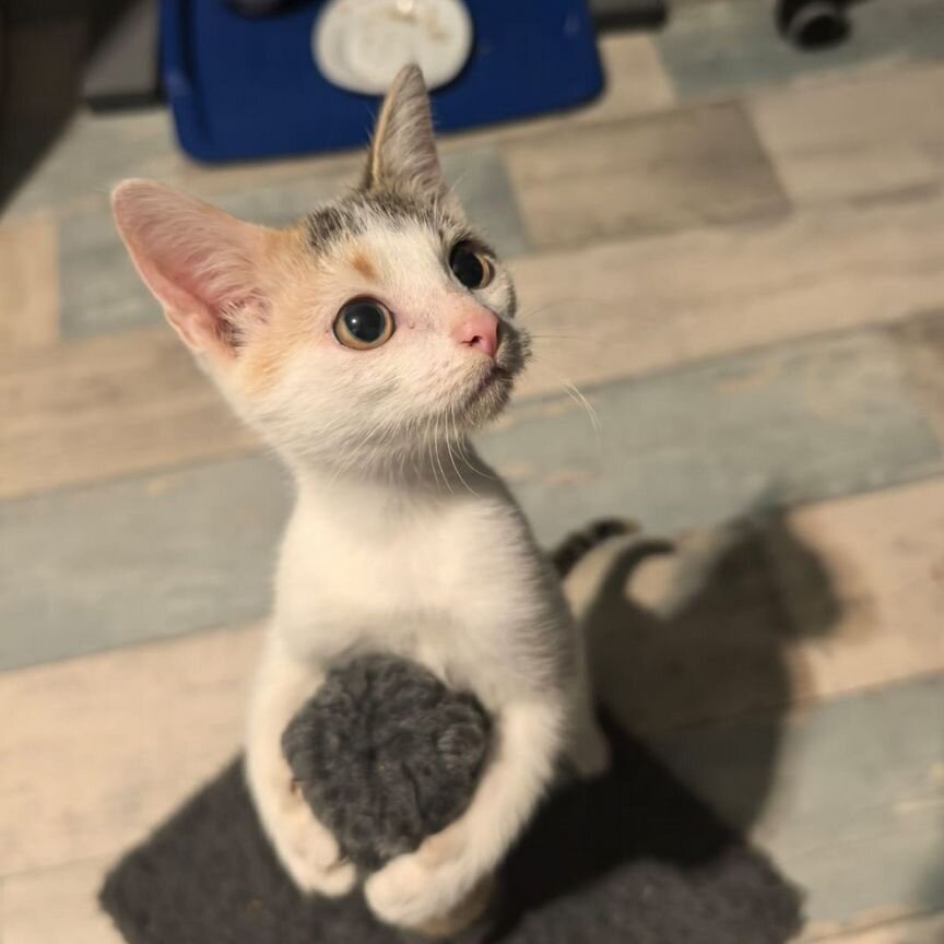 Котёнок в добрые руки