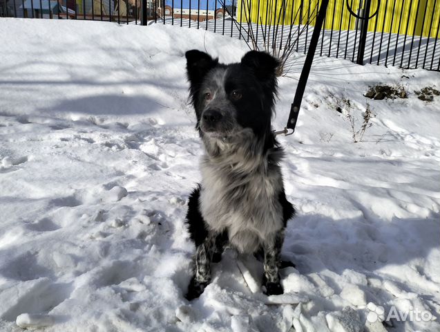 Пес Филя ищет дом