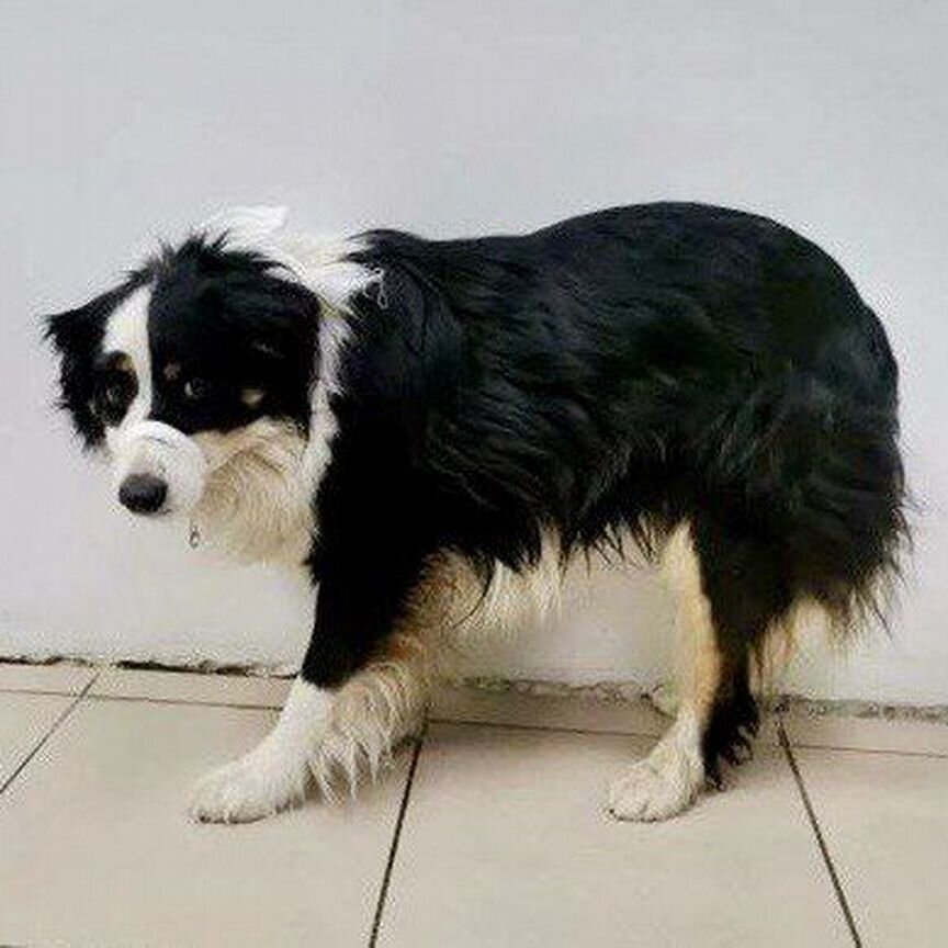 Взрослый пёс в добрые руки