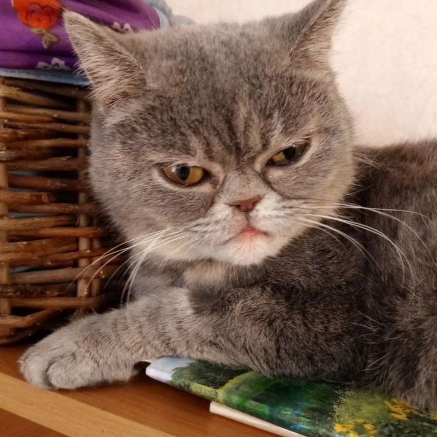 Взрослая, кошка в добрые руки