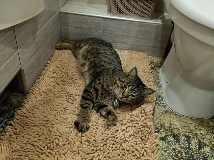 Найденные коты