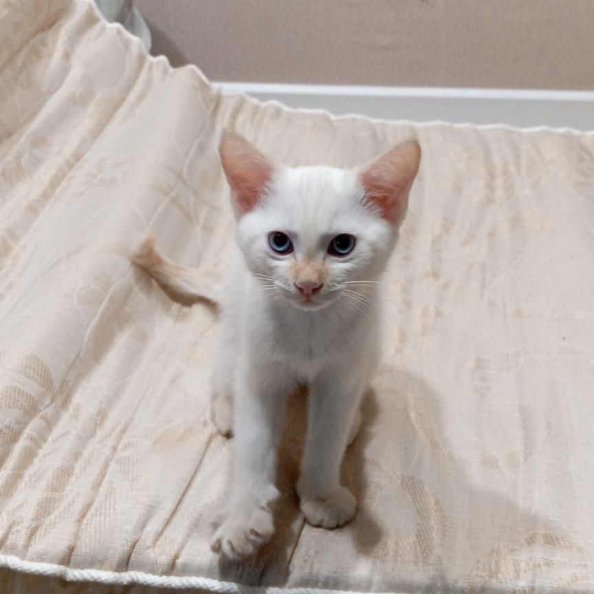 Котенок-капучинка
