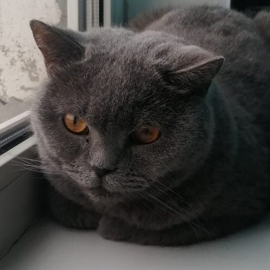 Британская короткошёрстная кошка, взрослая