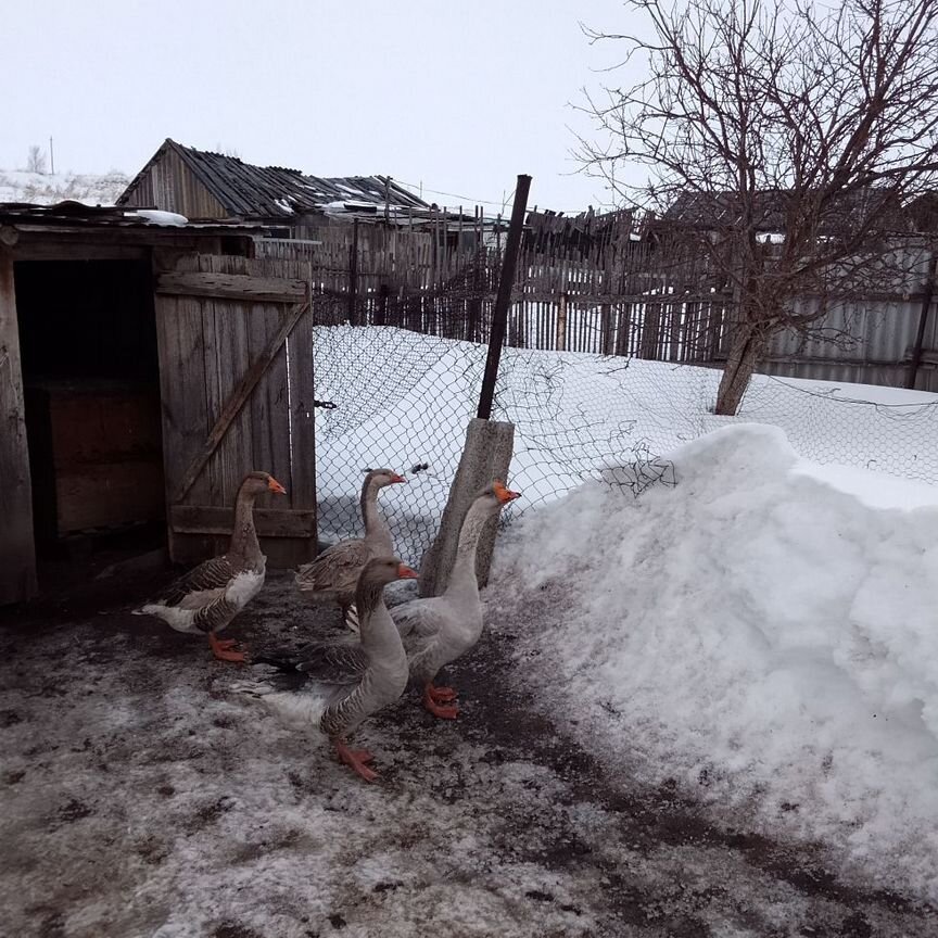 Гуси