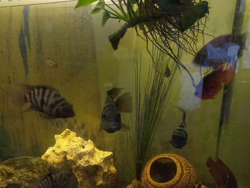 Рыбы цихлиды