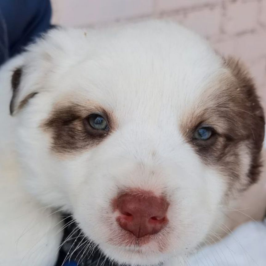 Нужен дом щеночкам