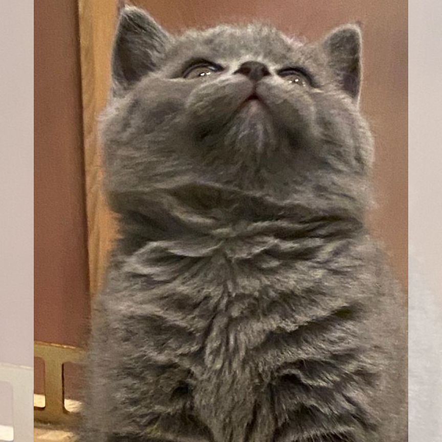 Шотландская красотка