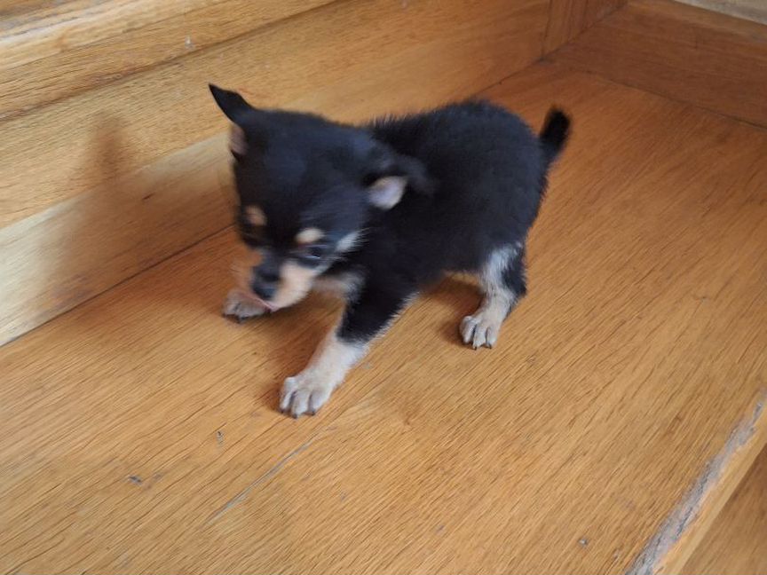 Мини шпиц с той-терером