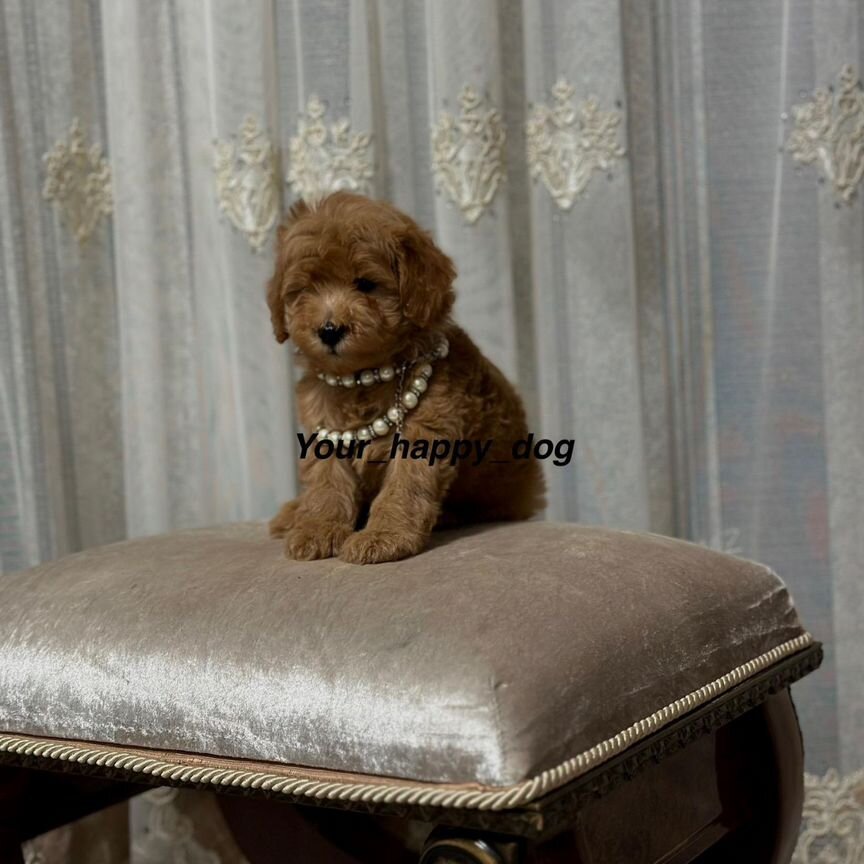 Той-Пудель от Китайского Тедди Папы