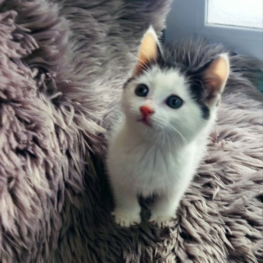 Котёнок в добрые руки