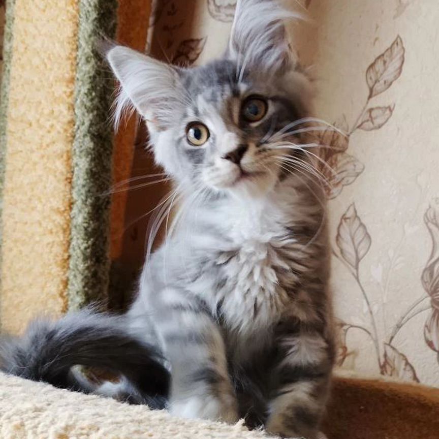 Мейн-кун котёнок