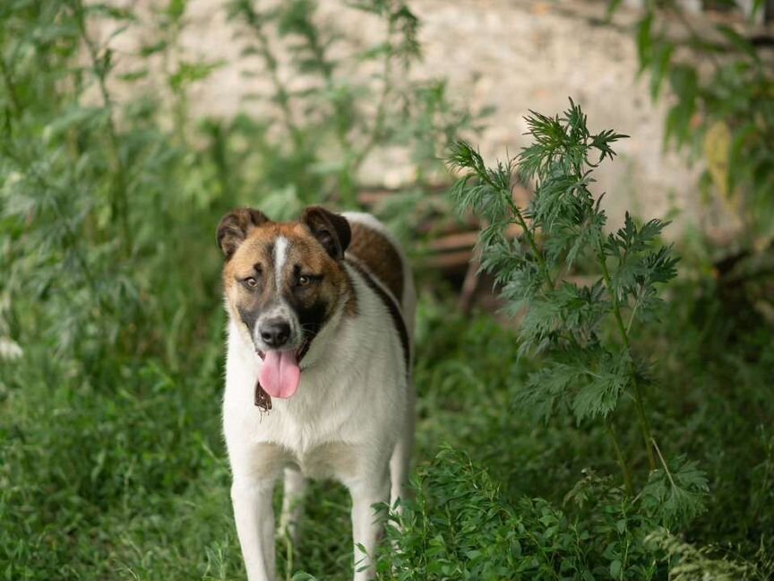 Собака в добрые руки