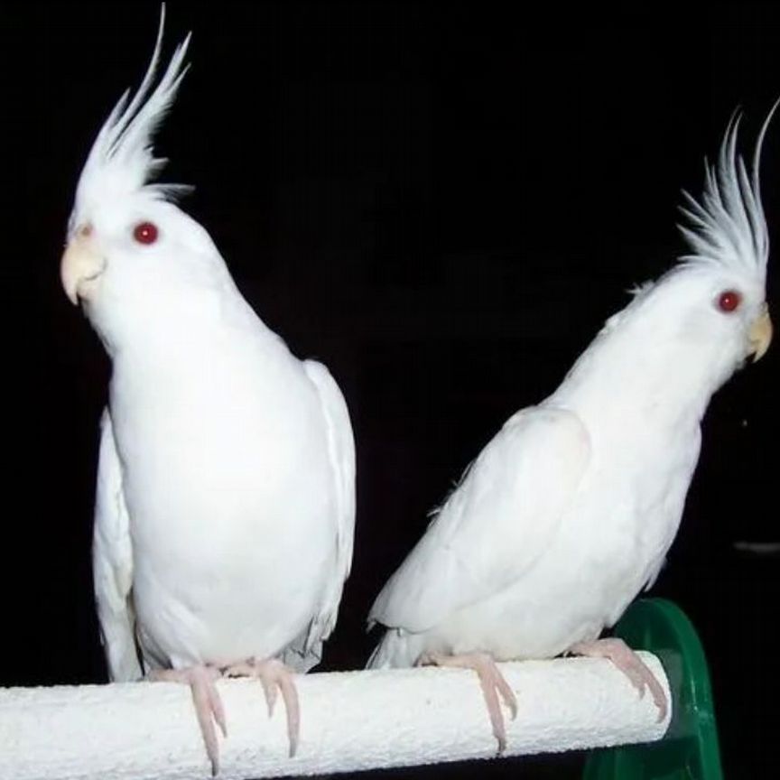 Попугай корелла