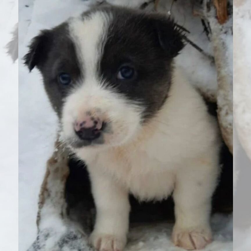 Щенок в добрые руки