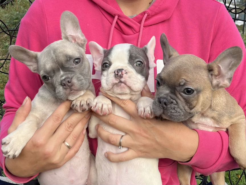 Французский бульдог щенки