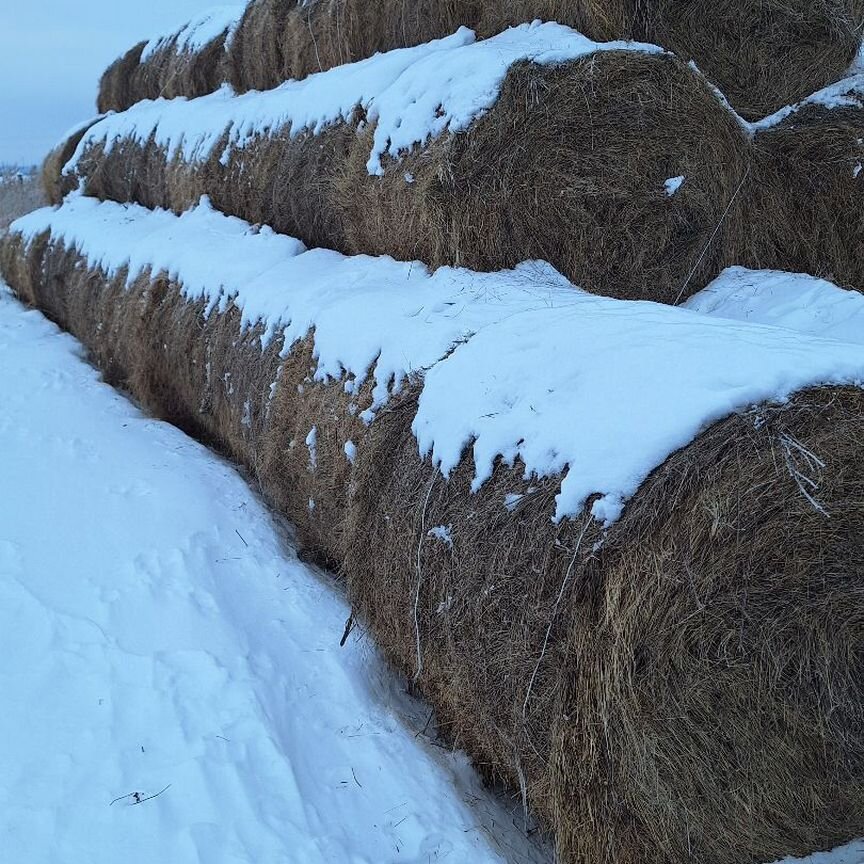 Продам сено в рулонах