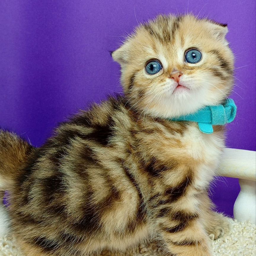 Шотландский вислоухий короткошёрстный котёнок