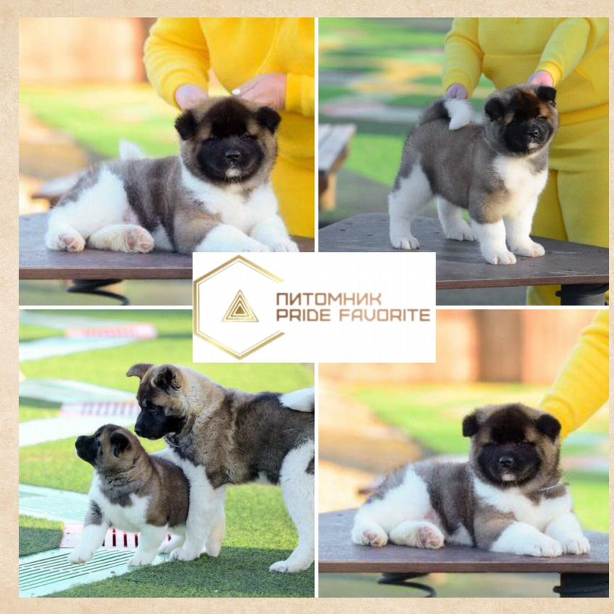 Щенки американской акиты ставрополь