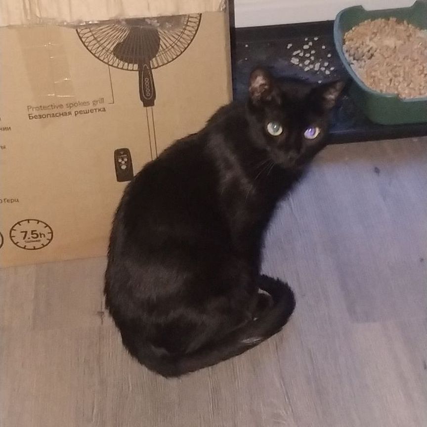 Черная кошка породы бомбей