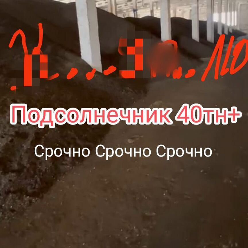 Семечки подсолнечника подсолнечник