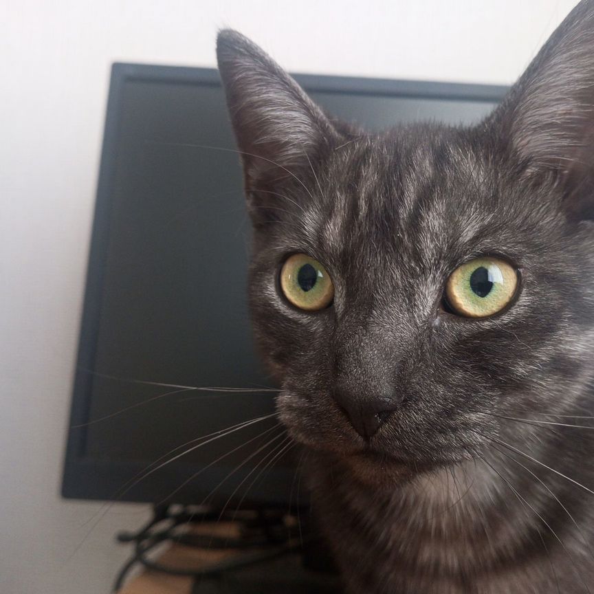 Котëнок(6 месяцев)